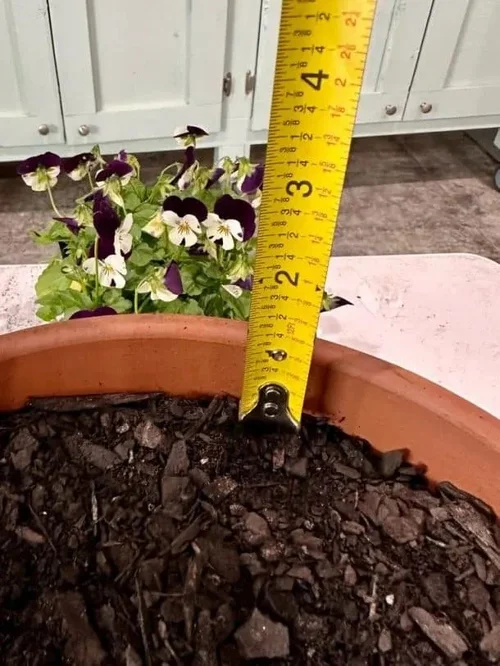 How I Grow Violas in Winter Containers: 8 Steps Plus My Tips — Hey ...