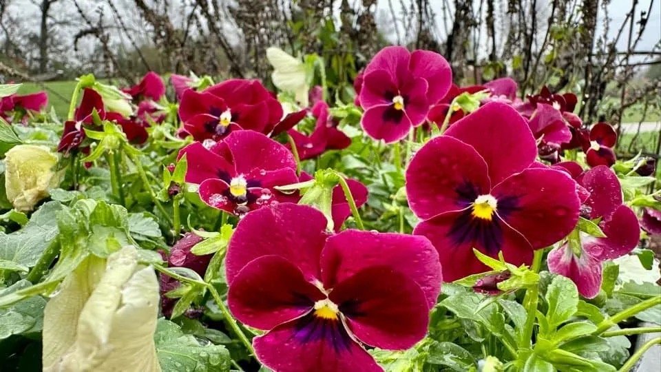 How I Grow Violas in Winter Containers: 8 Steps Plus My Tips — Hey ...