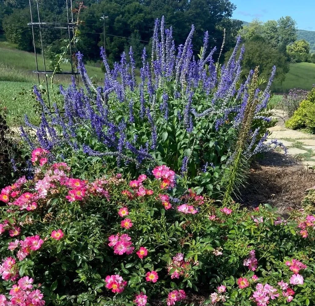 13 Flowers I LOVE in a Dreamy Cottage Garden: My Favorites — Hey ...