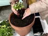 How I Grow Violas in Winter Containers: 8 Steps Plus My Tips — Hey ...