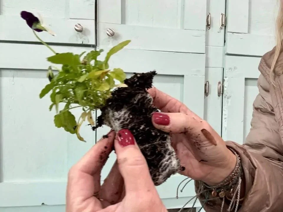 How I Grow Violas in Winter Containers: 8 Steps Plus My Tips — Hey ...