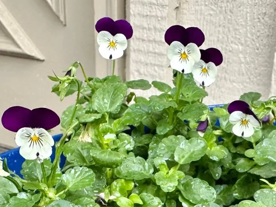 How I Grow Violas in Winter Containers: 8 Steps Plus My Tips — Hey ...