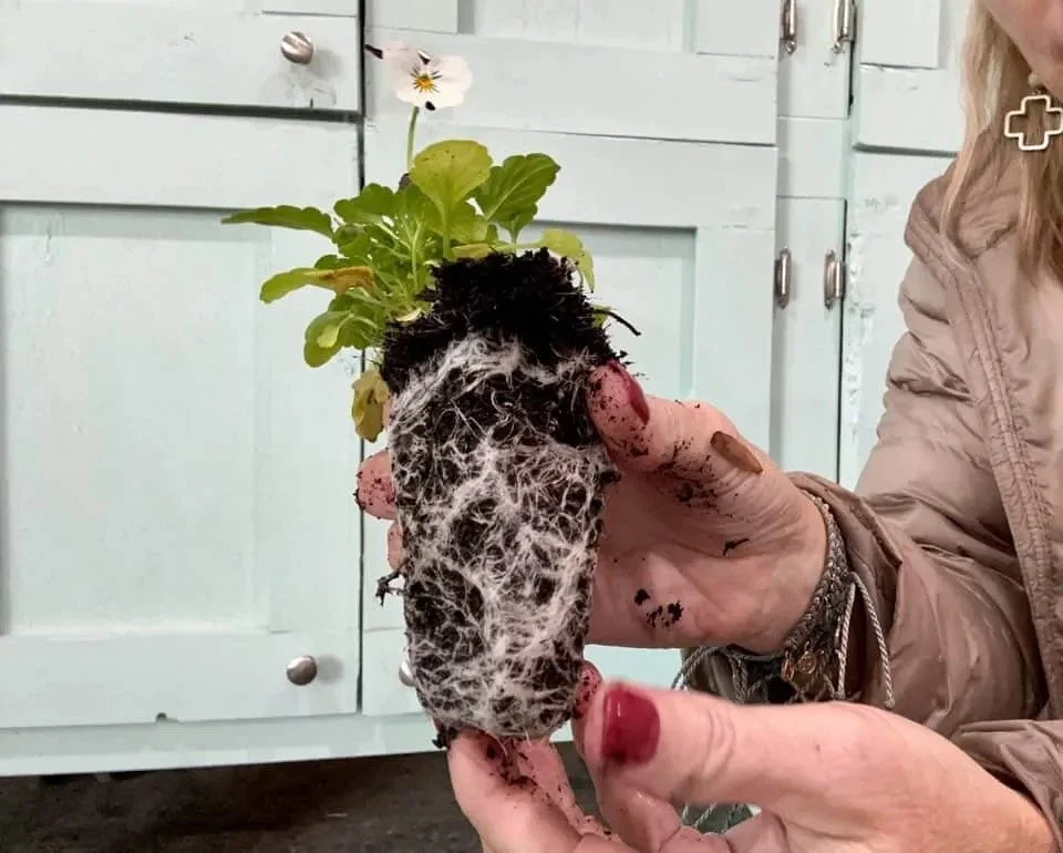 How I Grow Violas in Winter Containers: 8 Steps Plus My Tips — Hey ...