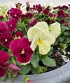 How I Grow Violas in Winter Containers: 8 Steps Plus My Tips — Hey ...