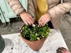How I Grow Violas in Winter Containers: 8 Steps Plus My Tips — Hey ...