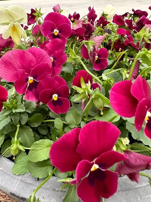 How I Grow Violas in Winter Containers: 8 Steps Plus My Tips — Hey ...