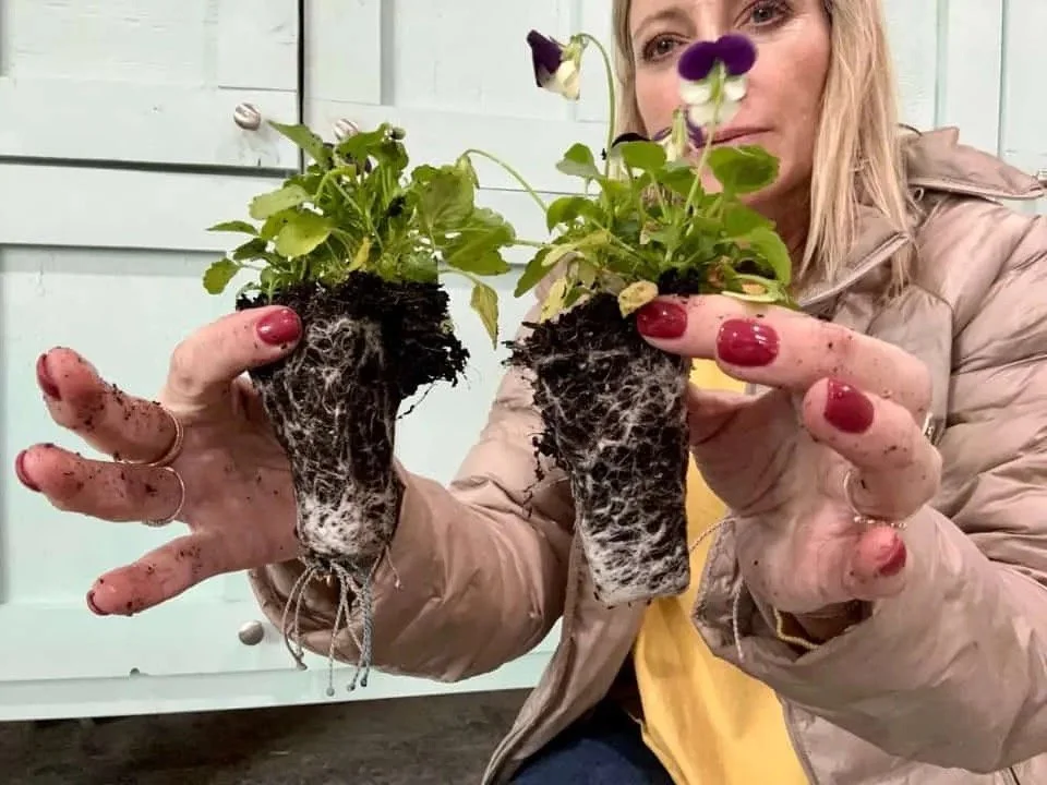 How I Grow Violas in Winter Containers: 8 Steps Plus My Tips — Hey ...