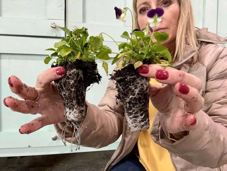 How I Grow Violas in Winter Containers: 8 Steps Plus My Tips — Hey ...