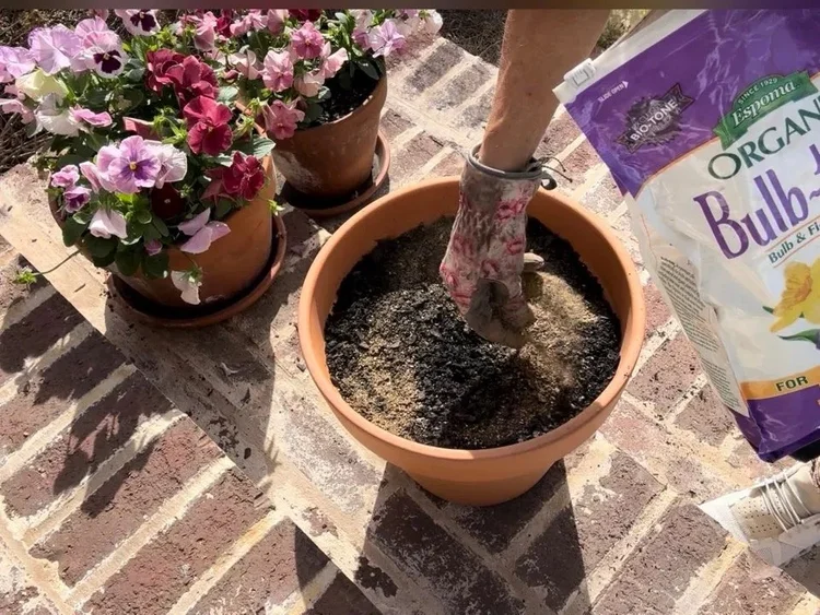 How I Grow Violas in Winter Containers: 8 Steps Plus My Tips — Hey ...