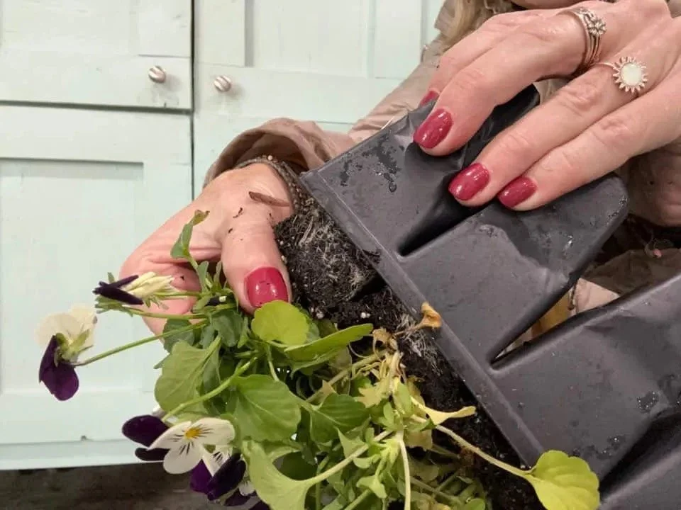How I Grow Violas in Winter Containers: 8 Steps Plus My Tips — Hey ...