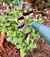 How I Grow Violas in Winter Containers: 8 Steps Plus My Tips — Hey ...