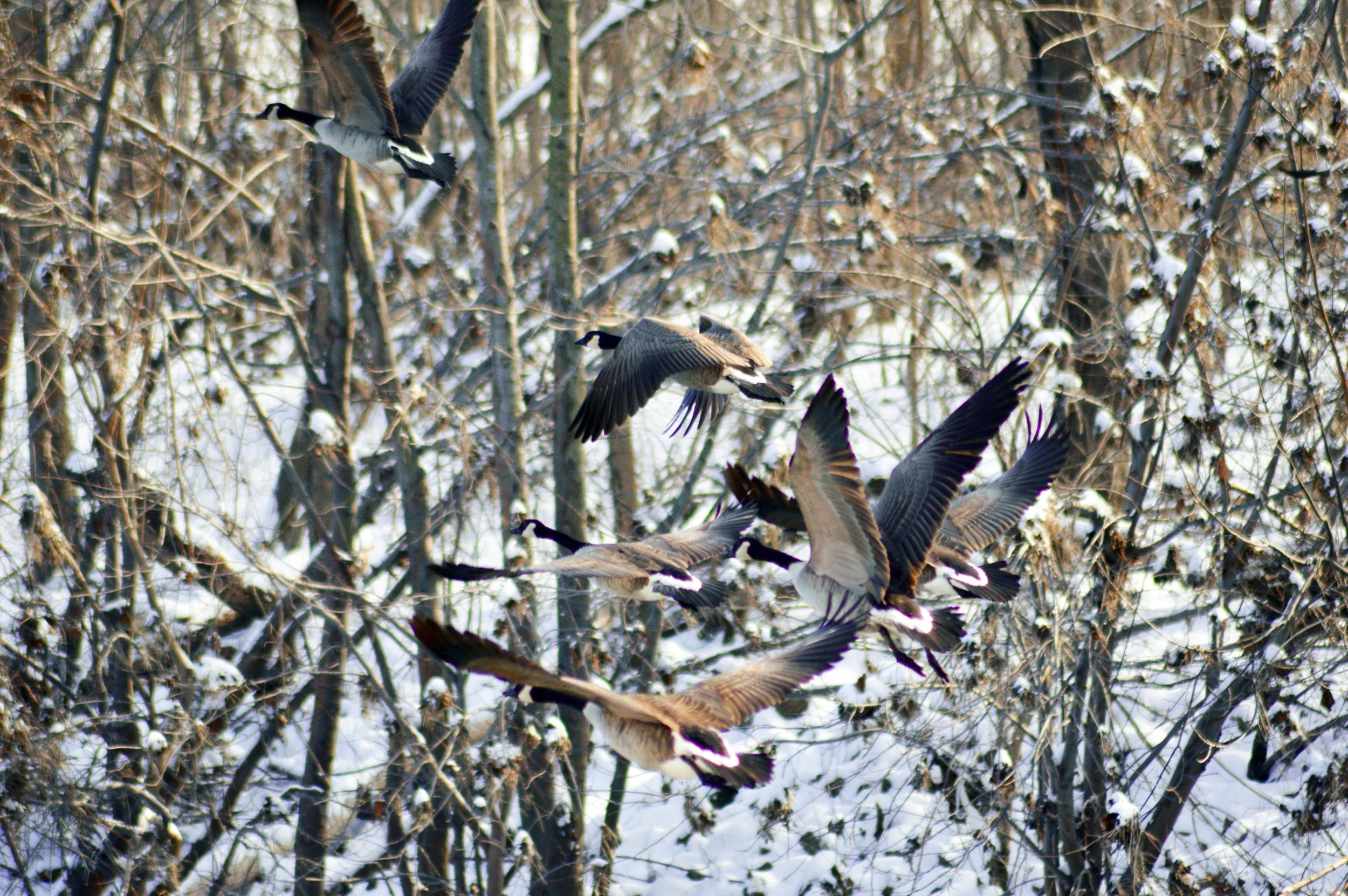 Goose Lake Association