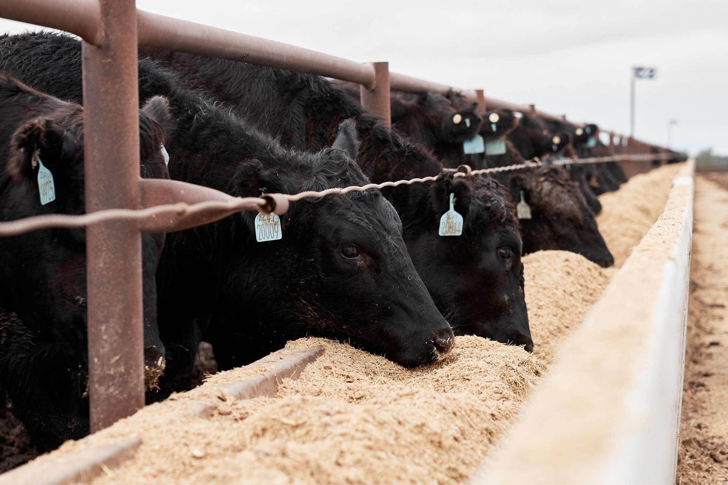 Finest Wagyu Genetics | Harmony Agriculture & Food Company — Harmony ...