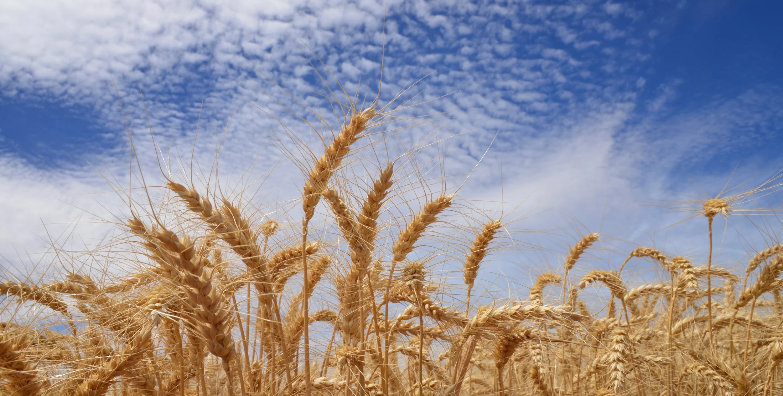 Contact Us — Sherman Veterinary Clinic