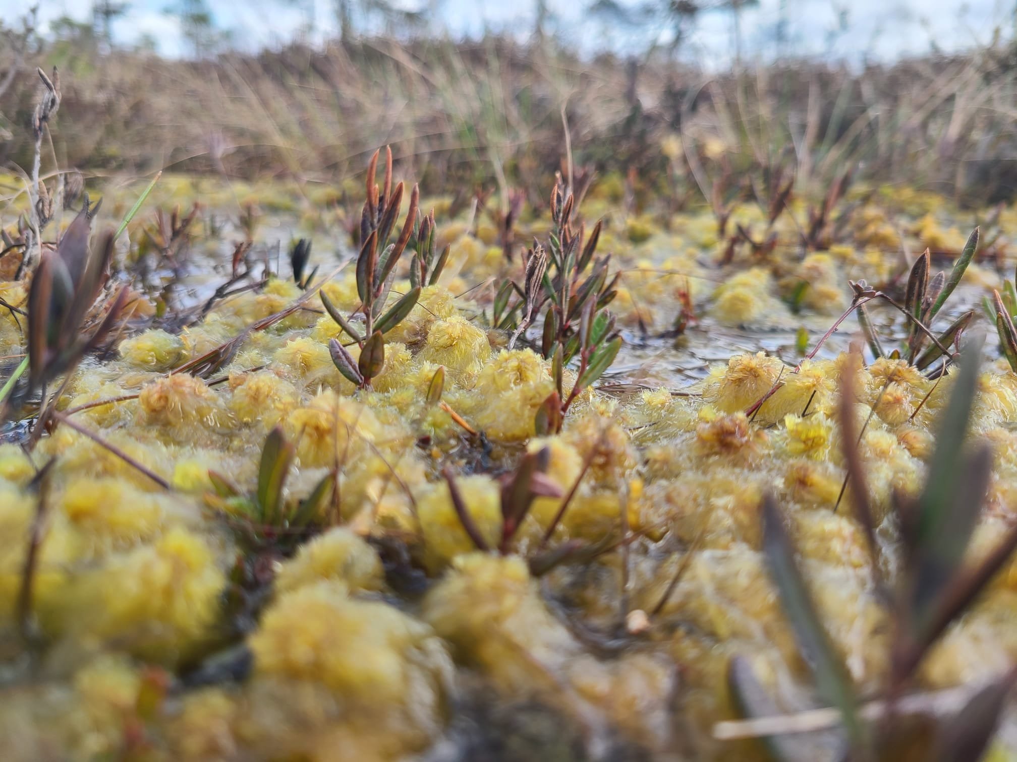 RE-PEAT - Changing hearts and minds for and through peatlands