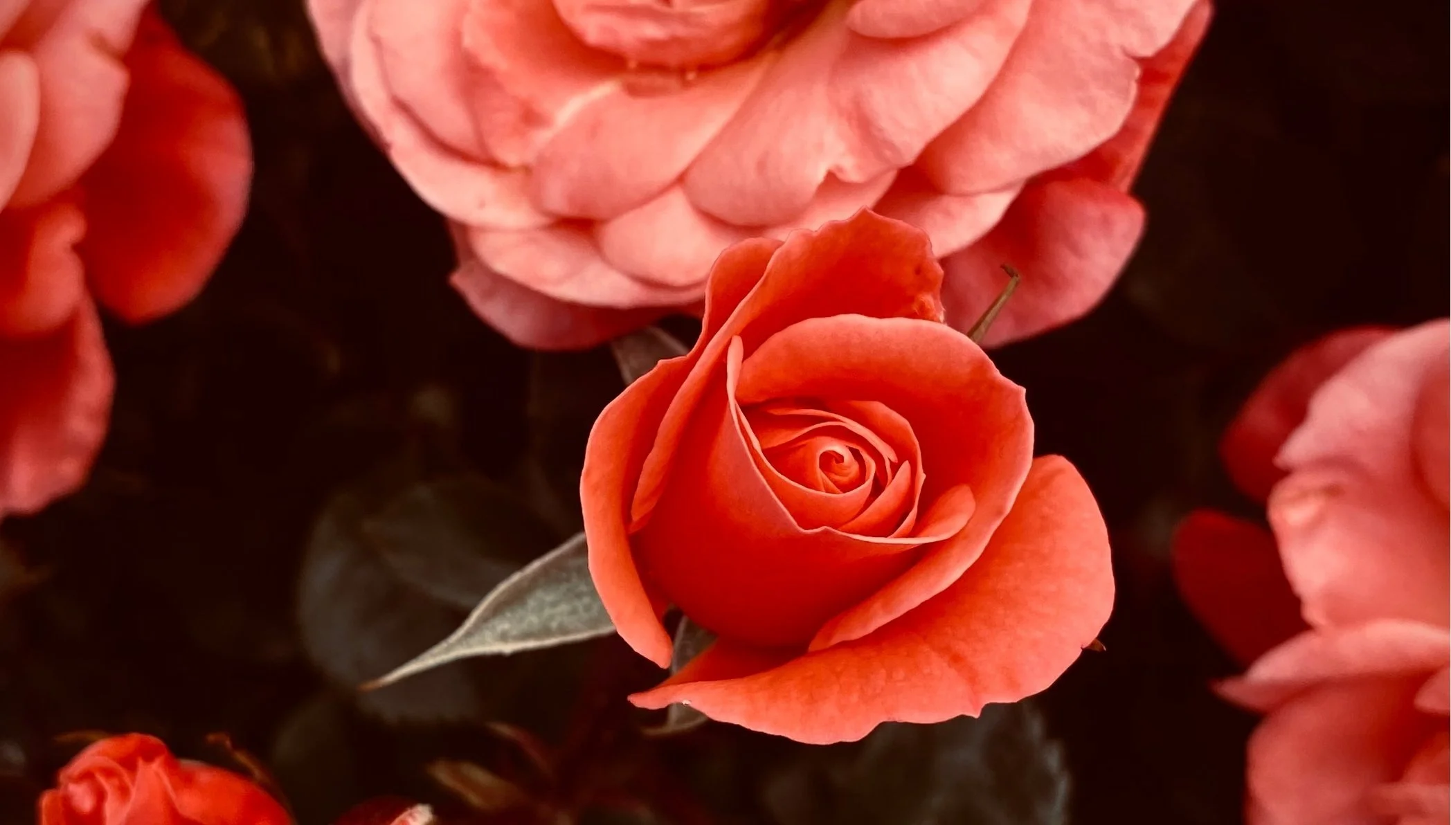 FAQs — Sound Mind Counseling-About,FAQ,Contact,Services