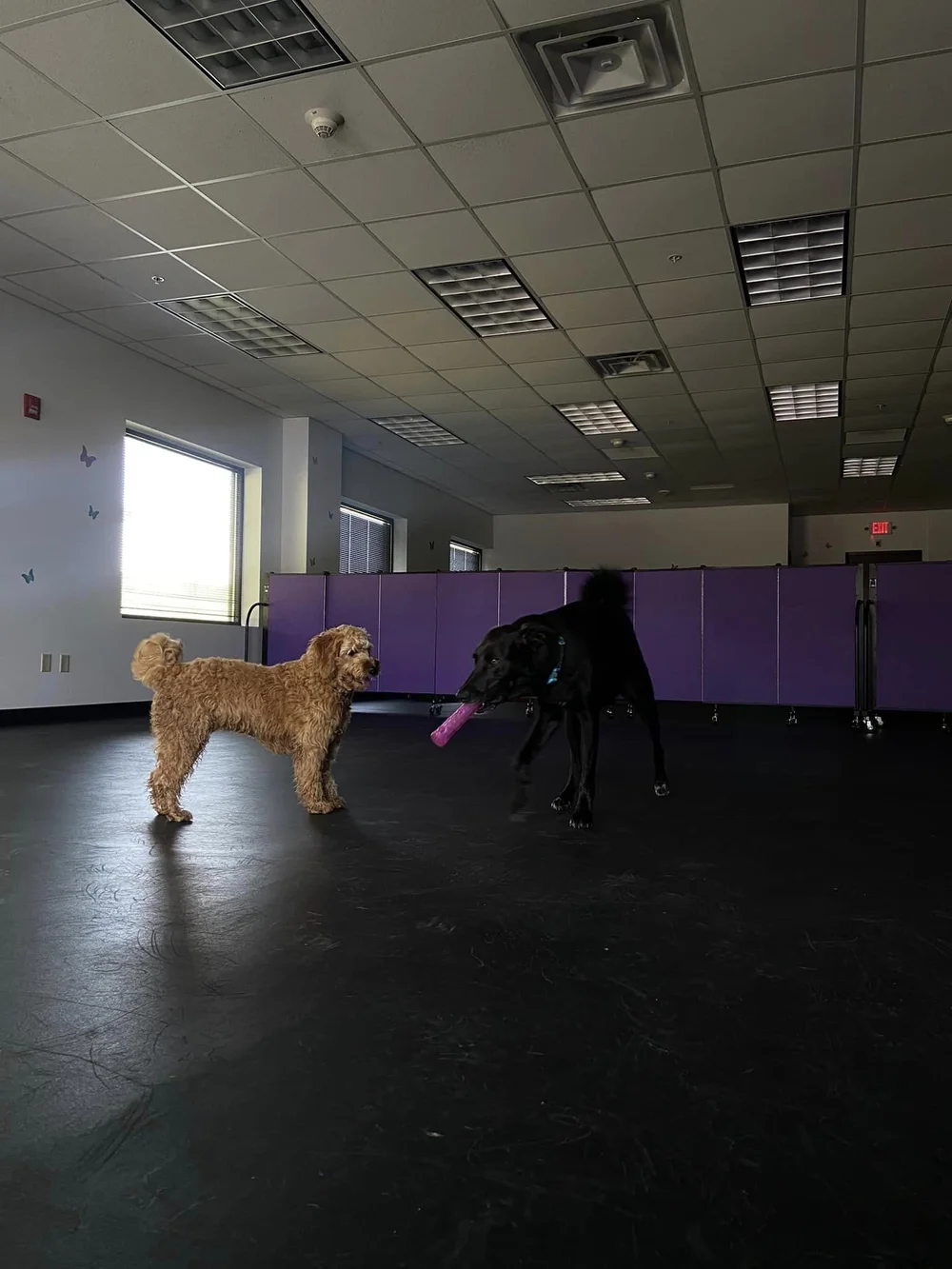 E & G's Tail Waggers