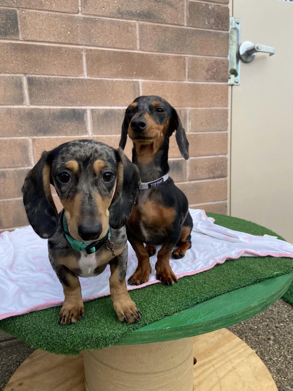 E & G's Tail Waggers