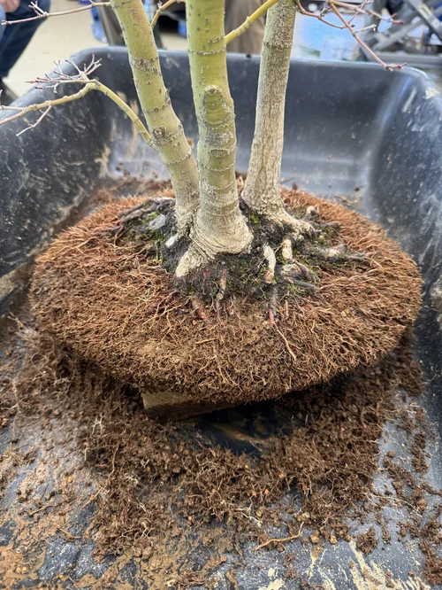 Nebari Creation Techniques for Young Deciduous Bonsai Material ...