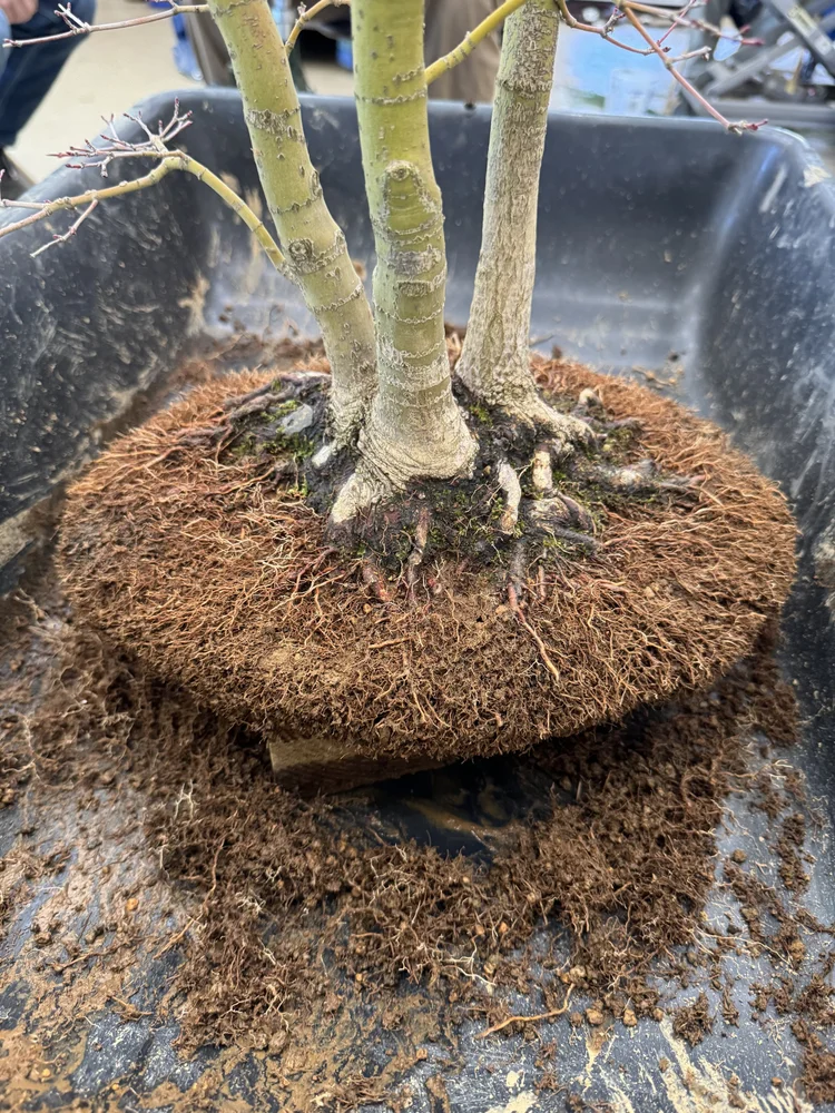 Nebari Creation Techniques for Young Deciduous Bonsai Material ...