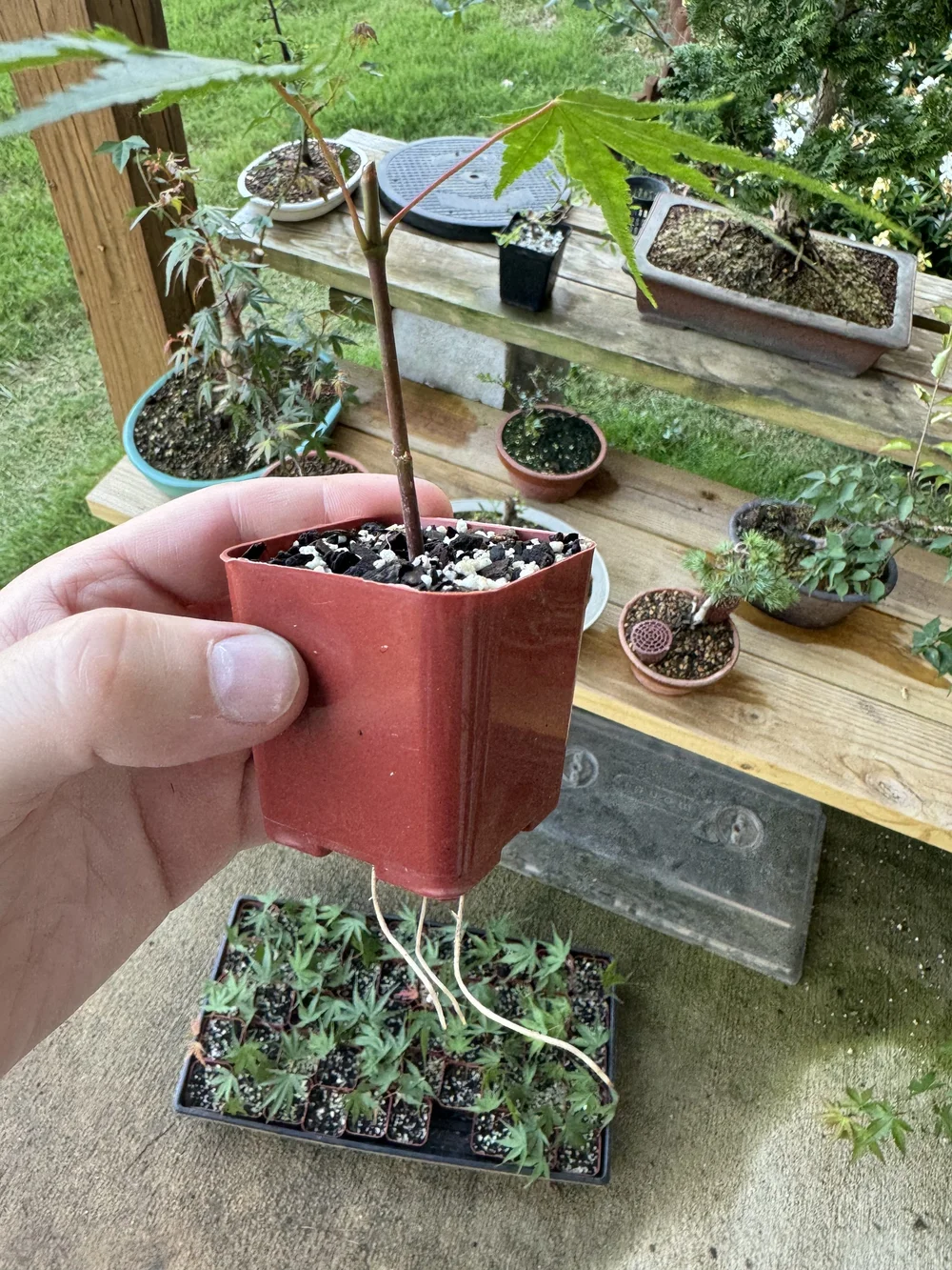 How to Root Japanese Maples from Cutting — Piedmont Bonsai