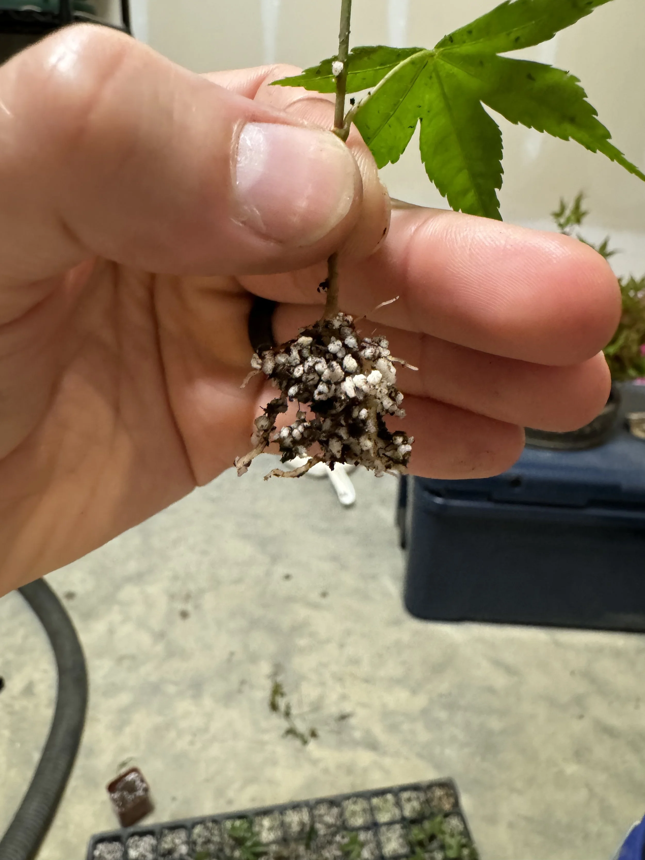 How to Root Japanese Maples from Cutting — Piedmont Bonsai