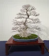 Nebari Creation Techniques for Young Deciduous Bonsai Material ...