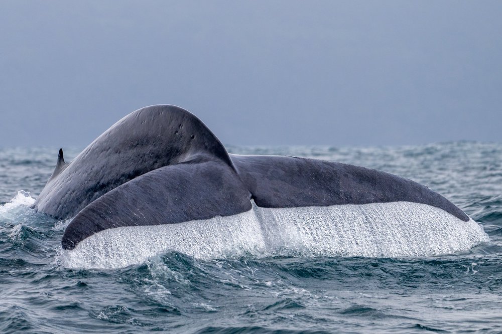 Moby Wildlife Tours