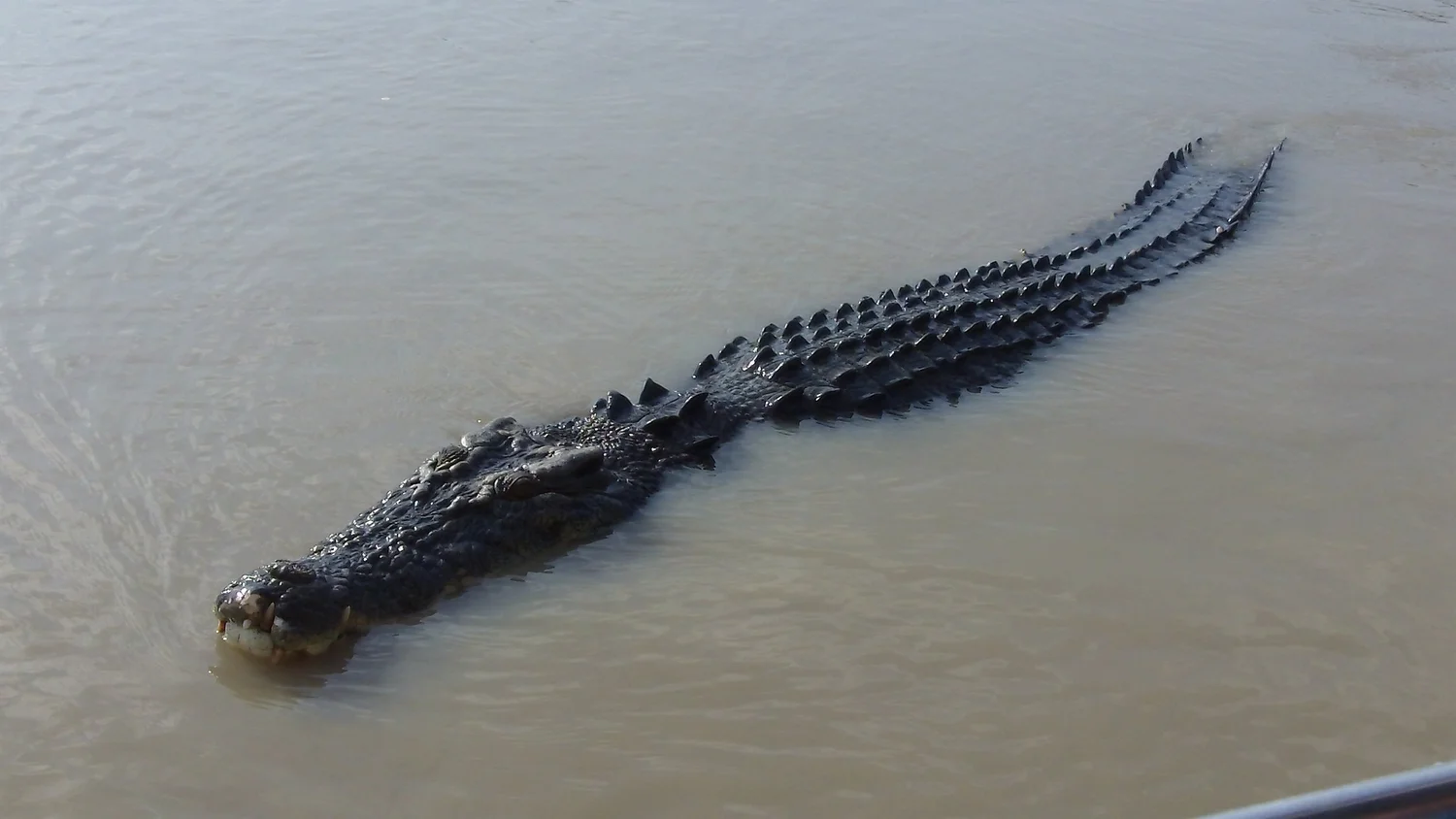 Croc Spot Tours