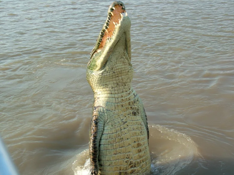 Croc Spot Tours