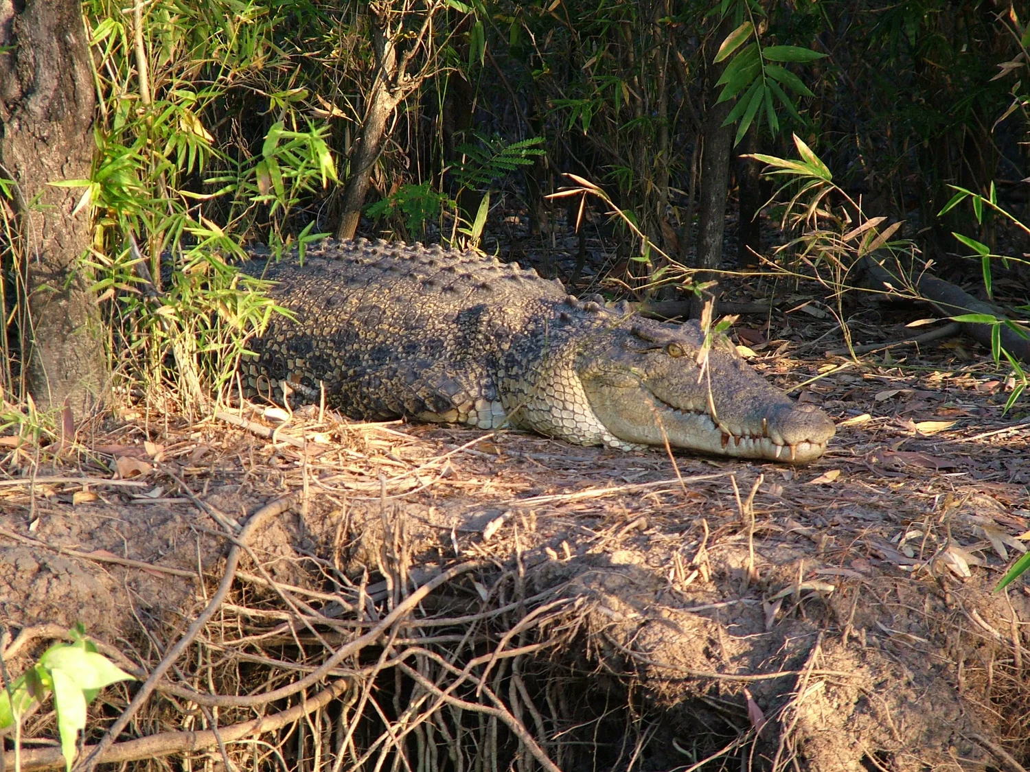 Croc Spot Tours