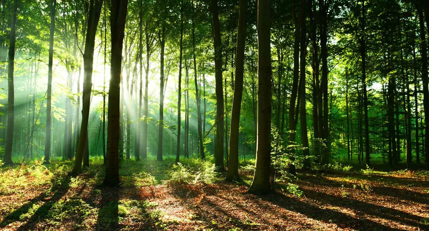 About Hendricks Therapy — Mental Health Counseling and Therapy in ...