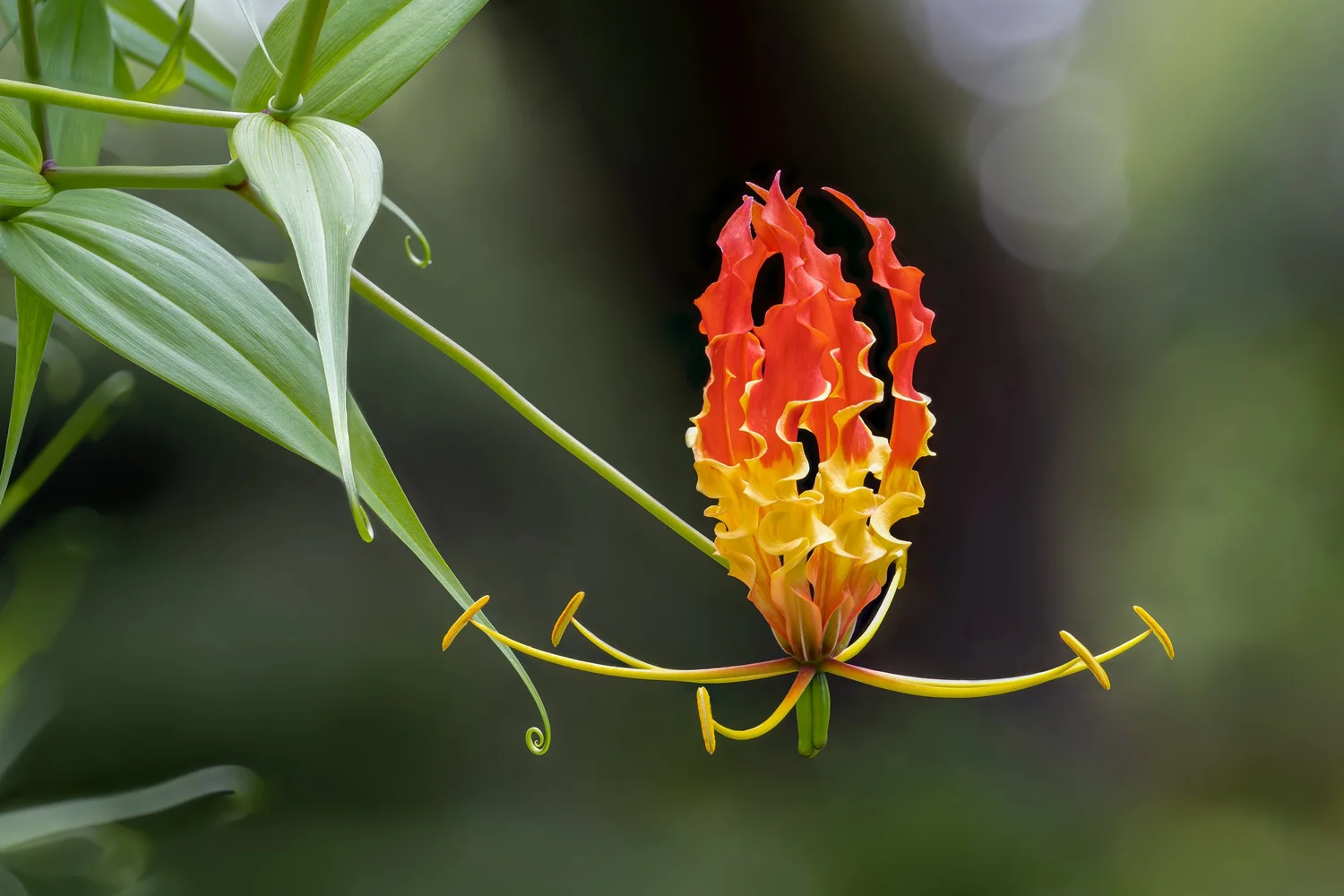 Gallery — Lanakila Gardens