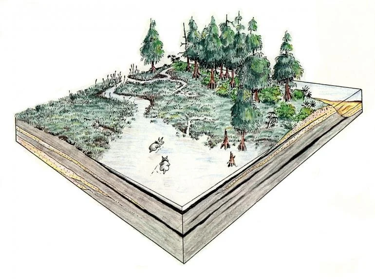 Coastal Floodplain Environment — Big Bend Fossil Discovery