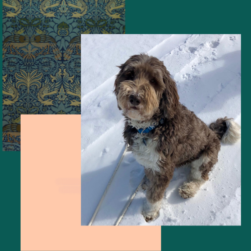 Testimonials — Emily's Pet Care