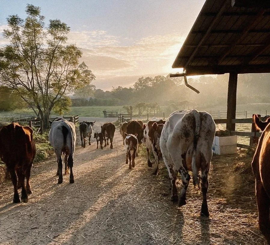 Krishna Farm