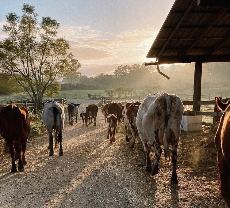 Krishna Farm