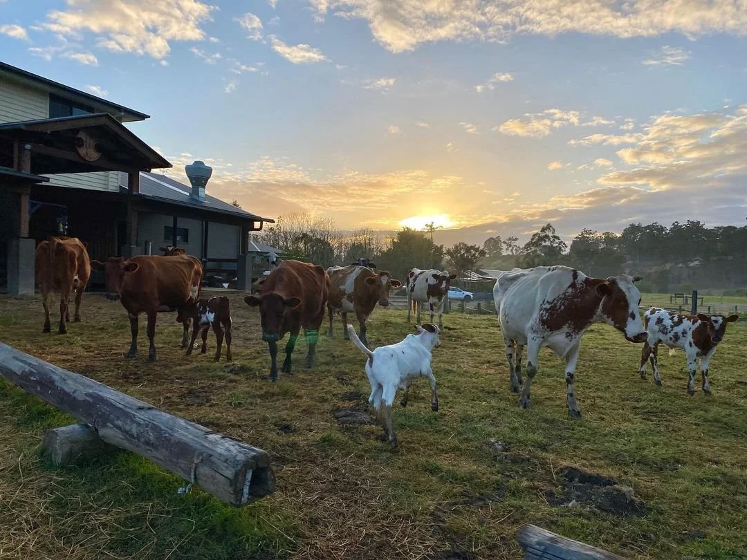 VISIT THE KRISHNA FARM — Krishna Farm