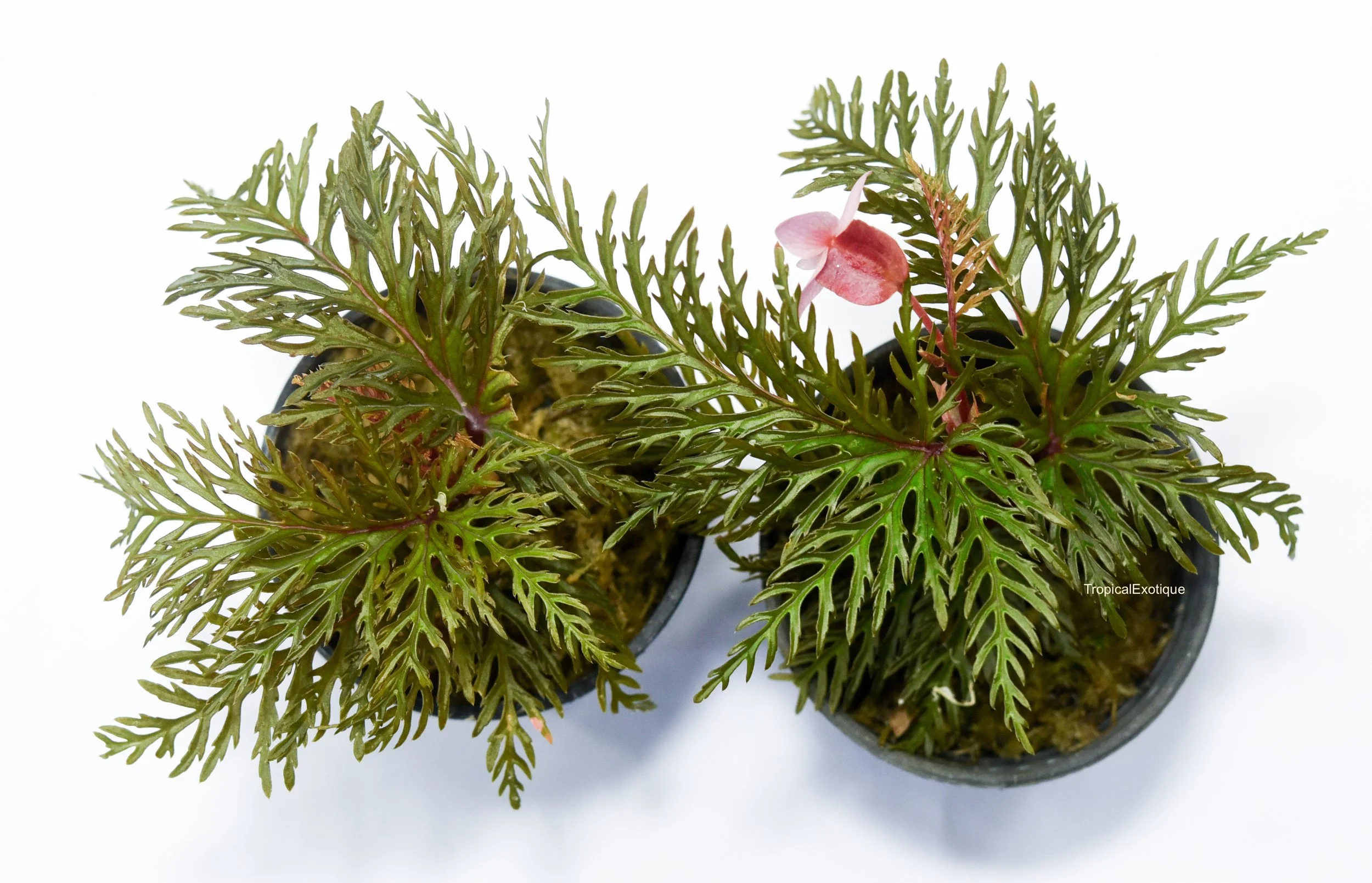 Our Plants — TropicalExotique