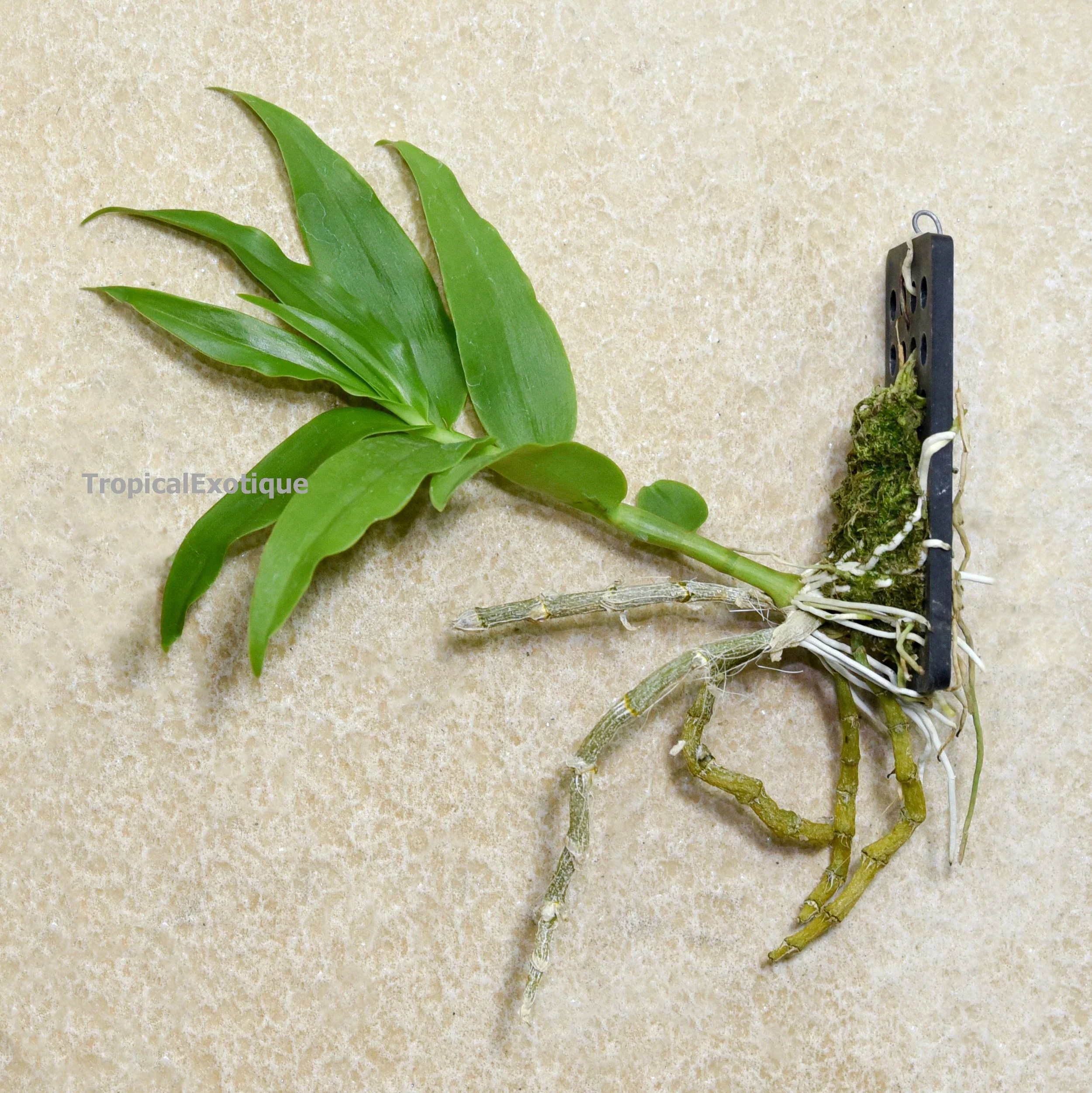 Dendrobium polyanthum (cretaceum) — TropicalExotique