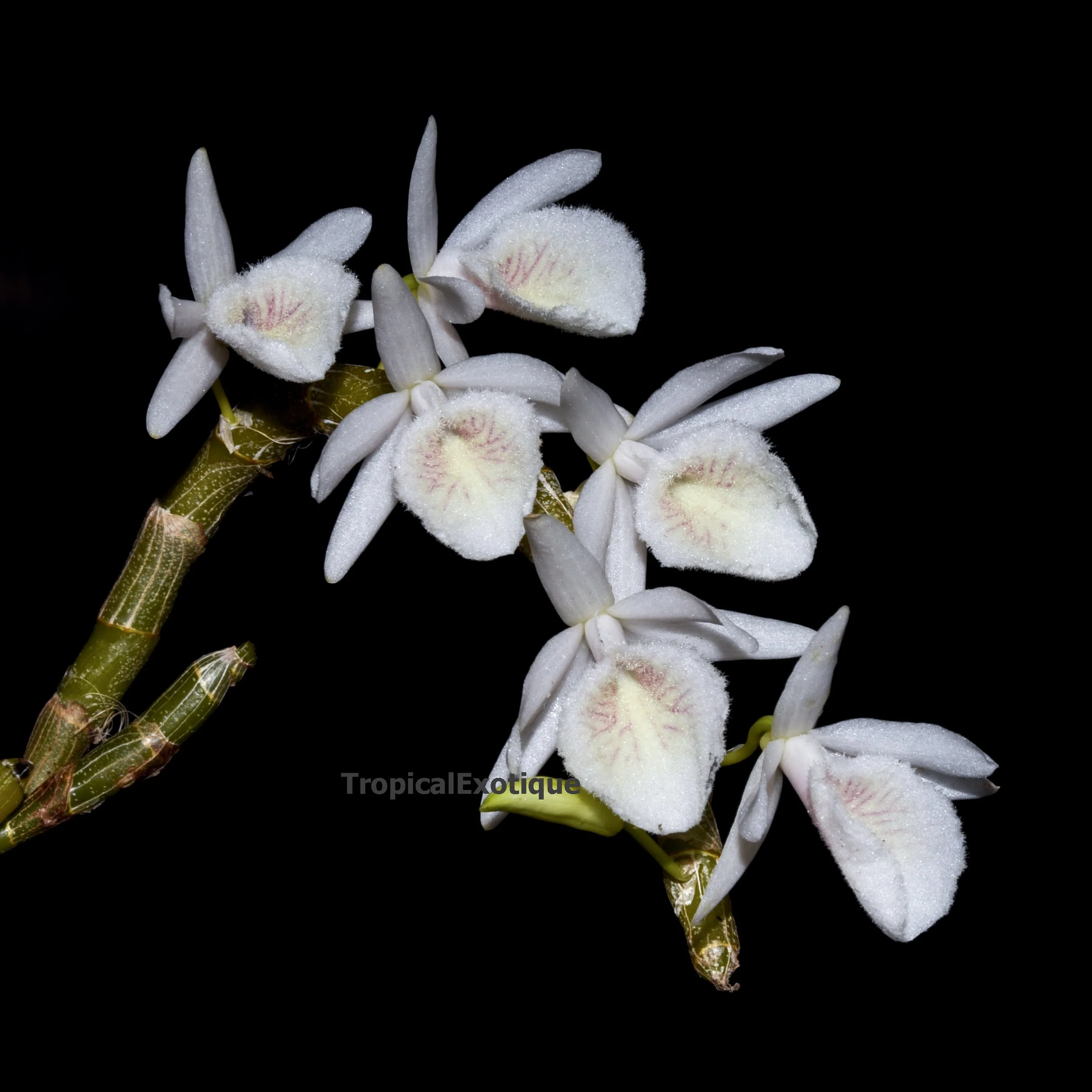 Dendrobium polyanthum (cretaceum) — TropicalExotique