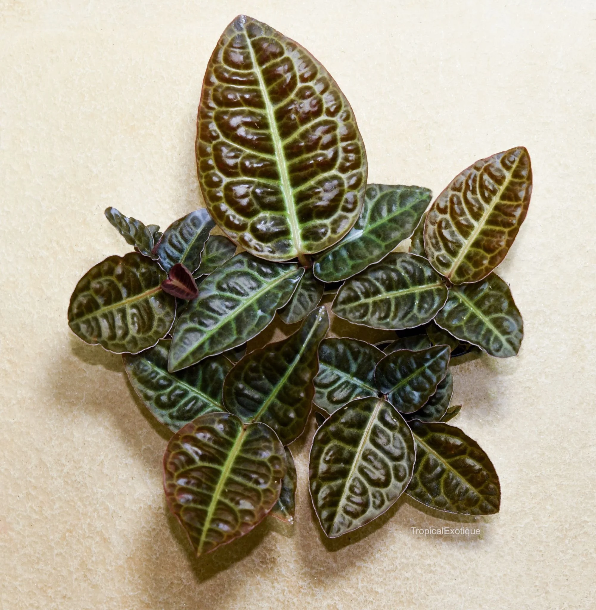 Labisia obtusifolia "Red" — TropicalExotique