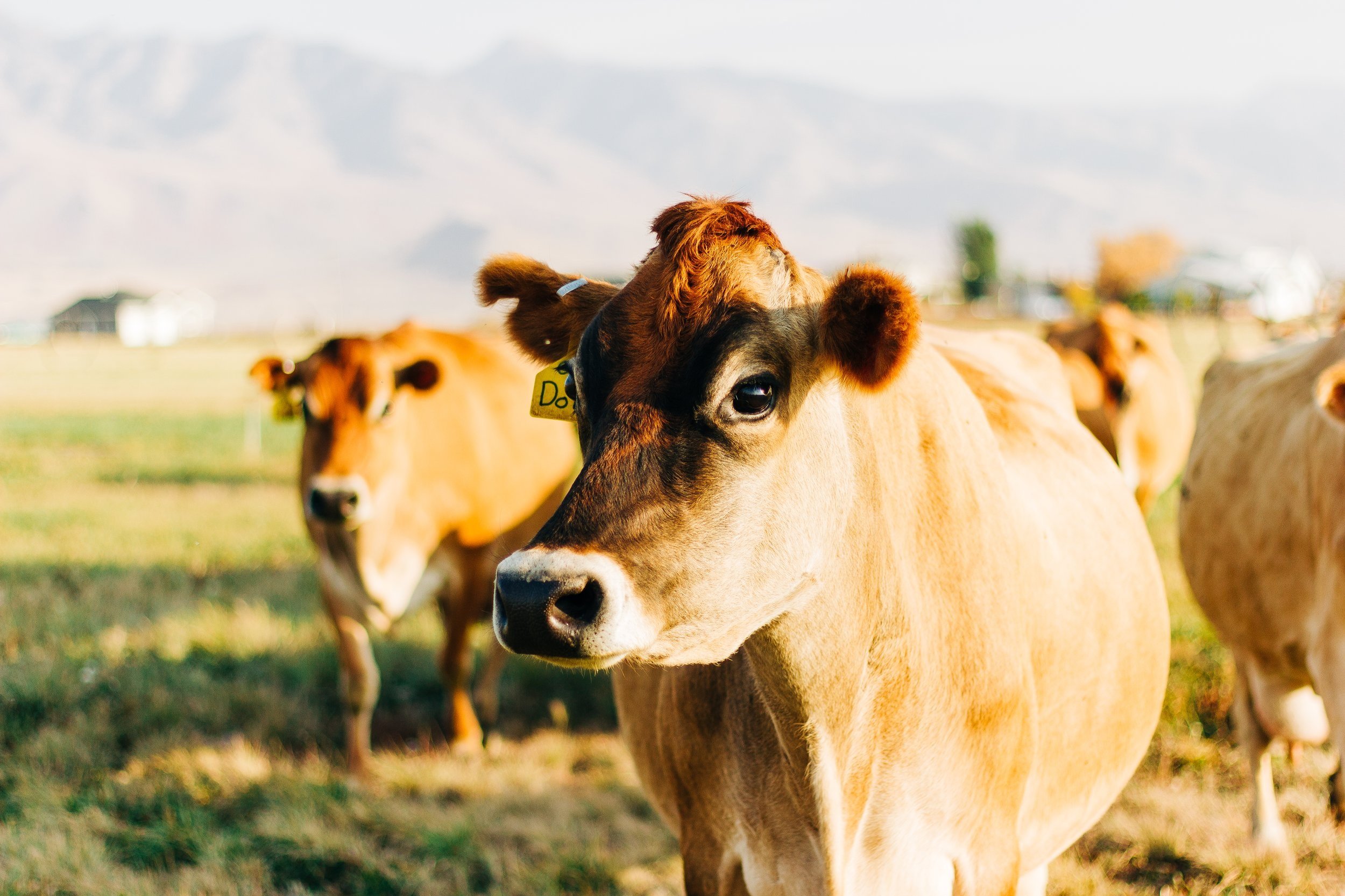 Meet Our Team | Beloved Cows | Unique Personalities — Cache Meadow Creamery