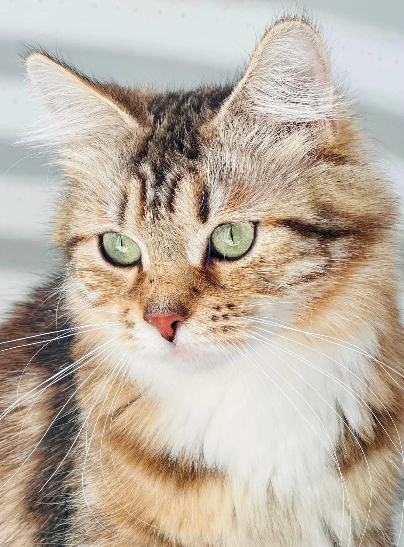 Our Siberians — Aquarella Siberians