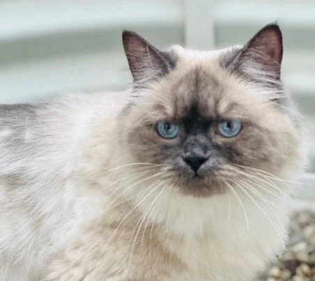 Our Siberians — Aquarella Siberians