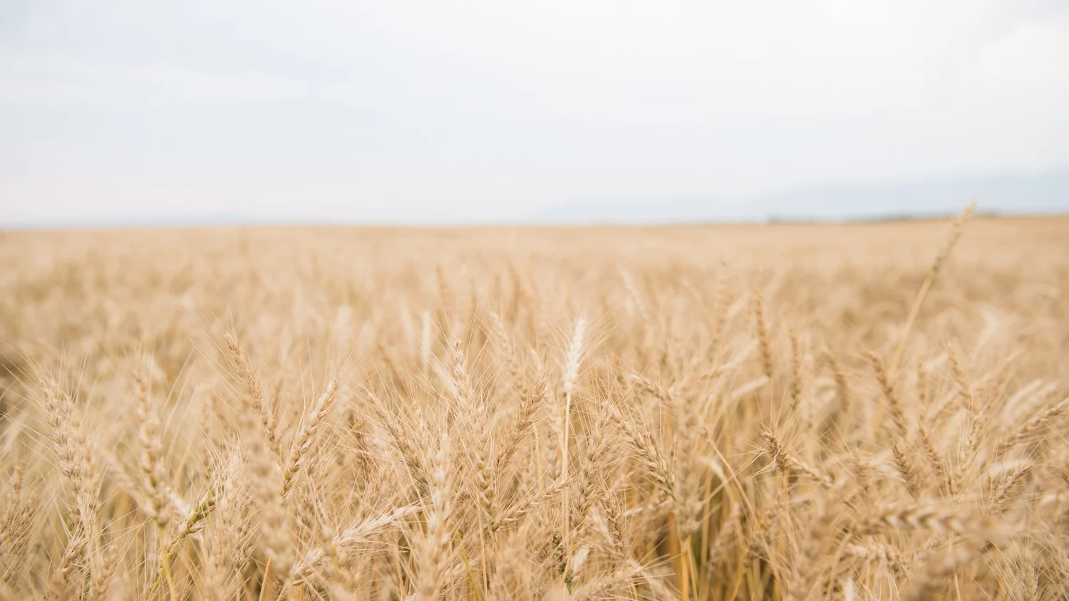 National Agriculture Week — Gallatin Valley Land Trust