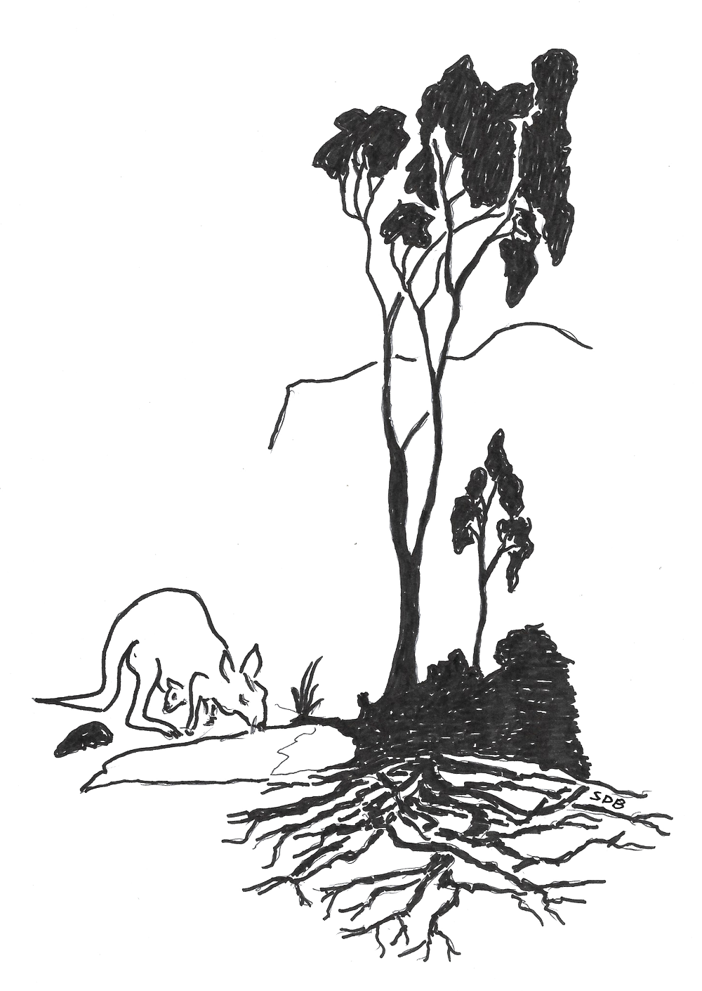 Why the Noongar — Learning on Country