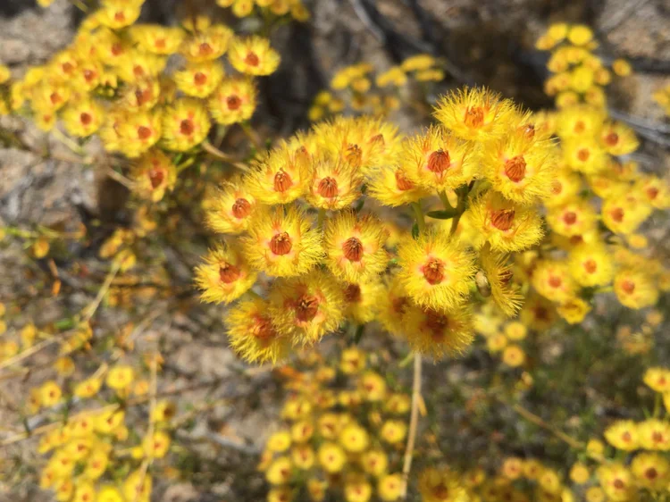 Why the Noongar — Learning on Country