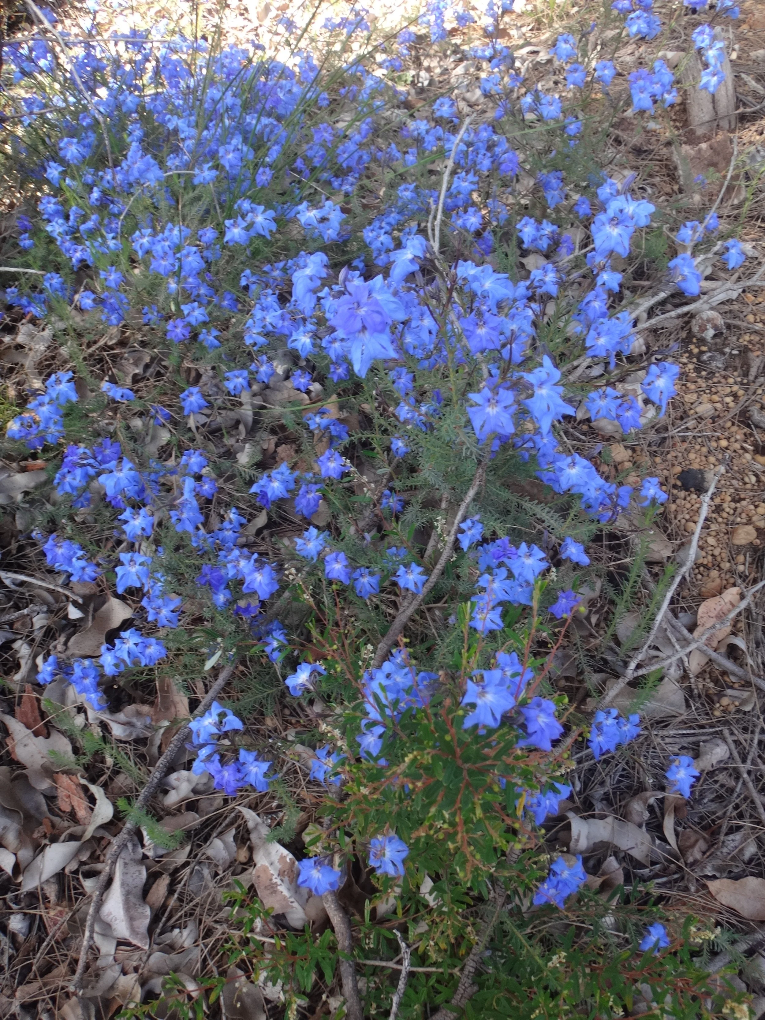 Why the Noongar — Learning on Country