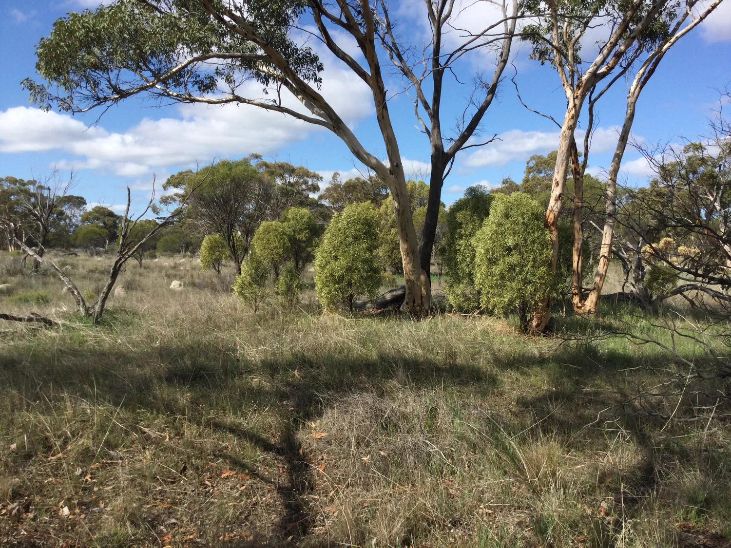 Why the Wheatbelt — Learning on Country